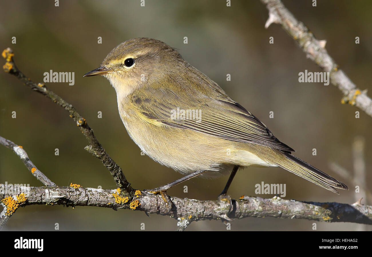 Common Chiffchaff, Phylloscopus collybita, close up macro Stock Photo ...