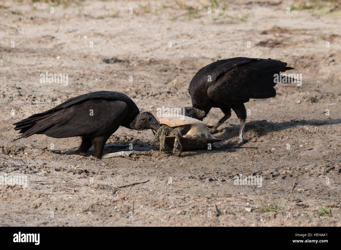 Black vultures eating a florida cooter carcass Stock Photo - Alamy