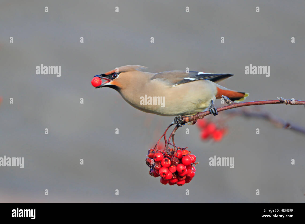 Bohemian Waxwing eating a berry Stock Photo - Alamy