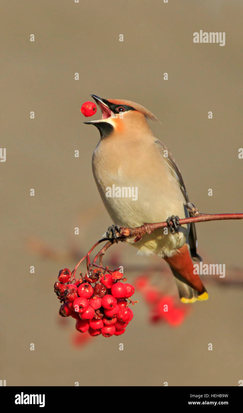 Bohemian Waxwing catching a berry Stock Photo - Alamy