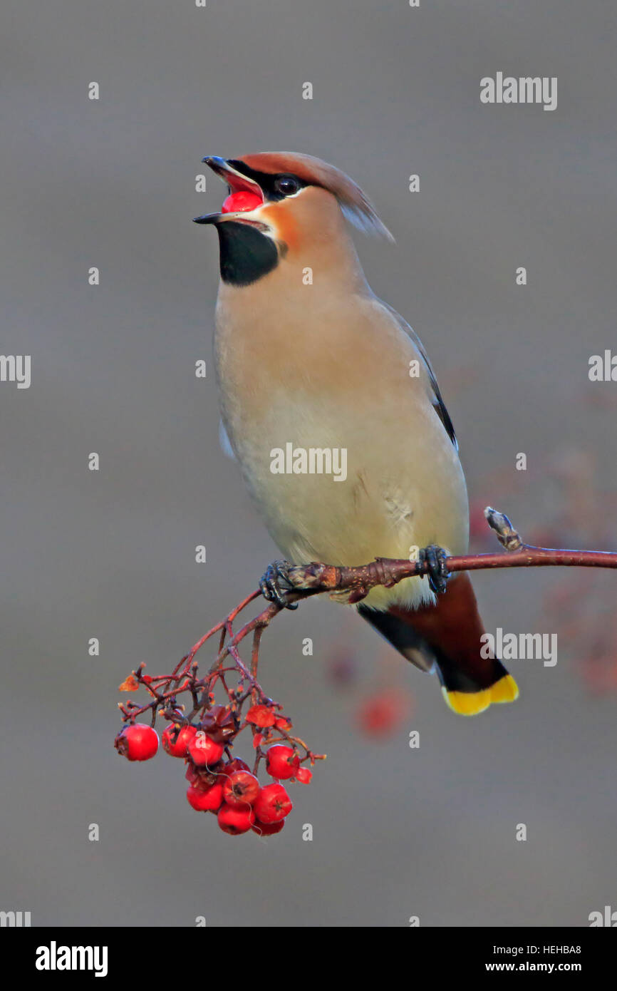Bohemian Waxwing eating a berry Stock Photo - Alamy