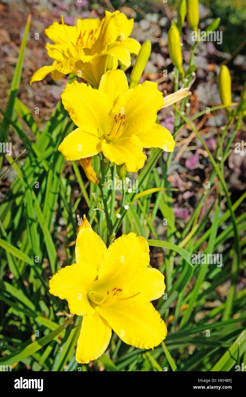 yellow lily flowers in the summer garden Stock Photo - Alamy