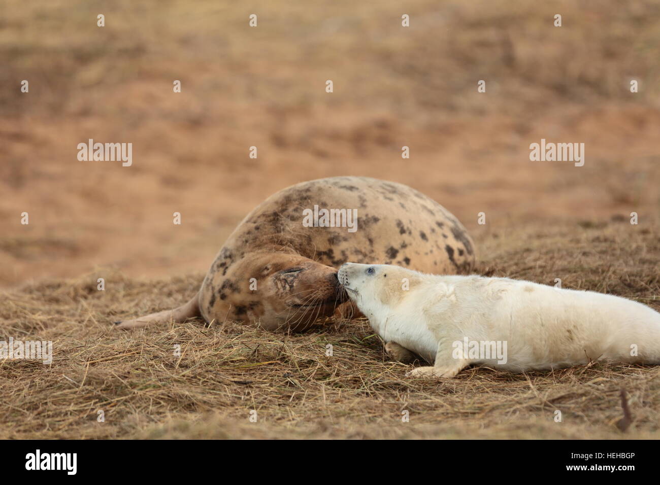 Donna Nook Grey Seal adult and pup during pupping season Stock Photo ...