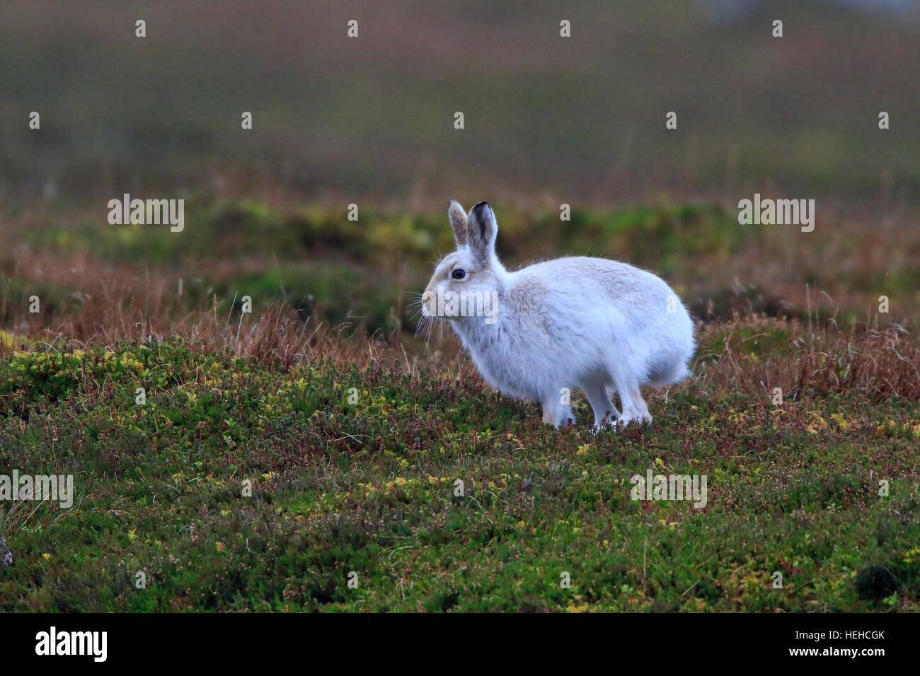 Mountain Hare in winter coat on a Scottish moorland Stock Photo - Alamy