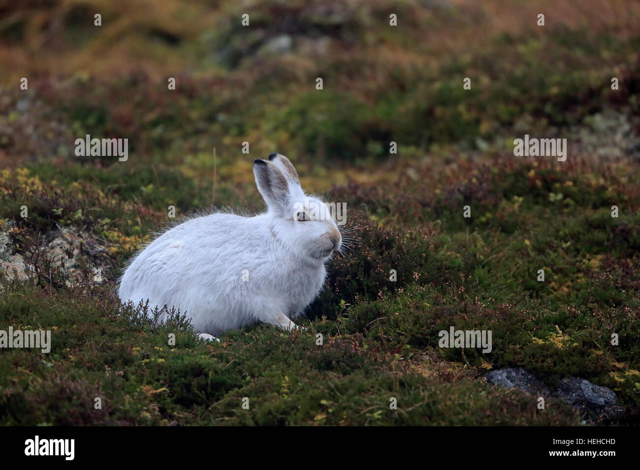 Mountain hare hi-res stock photography and images - Alamy