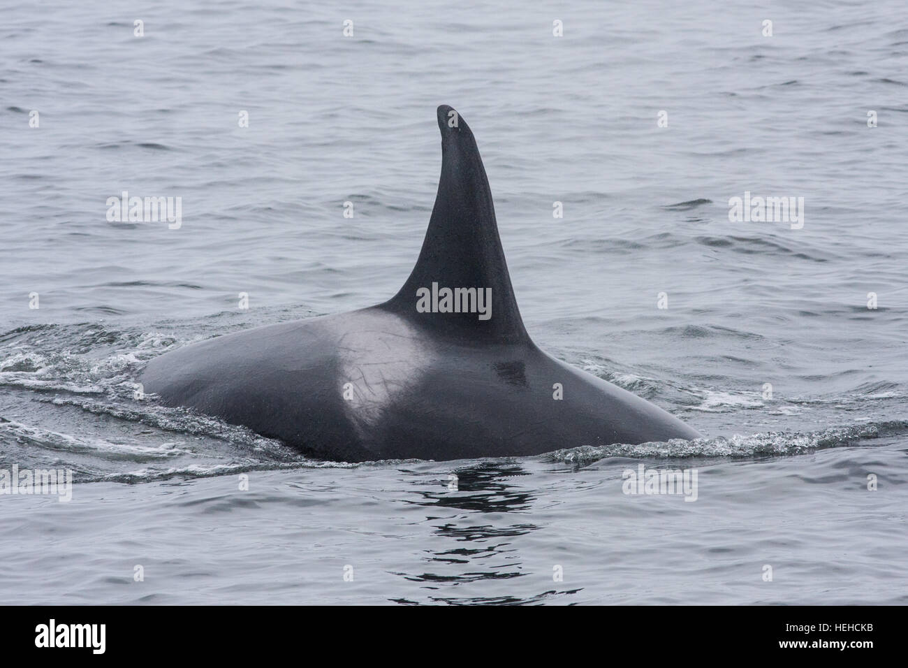 Whale spotted on a whale watching trip from Monterey Harbour,Harbor ...