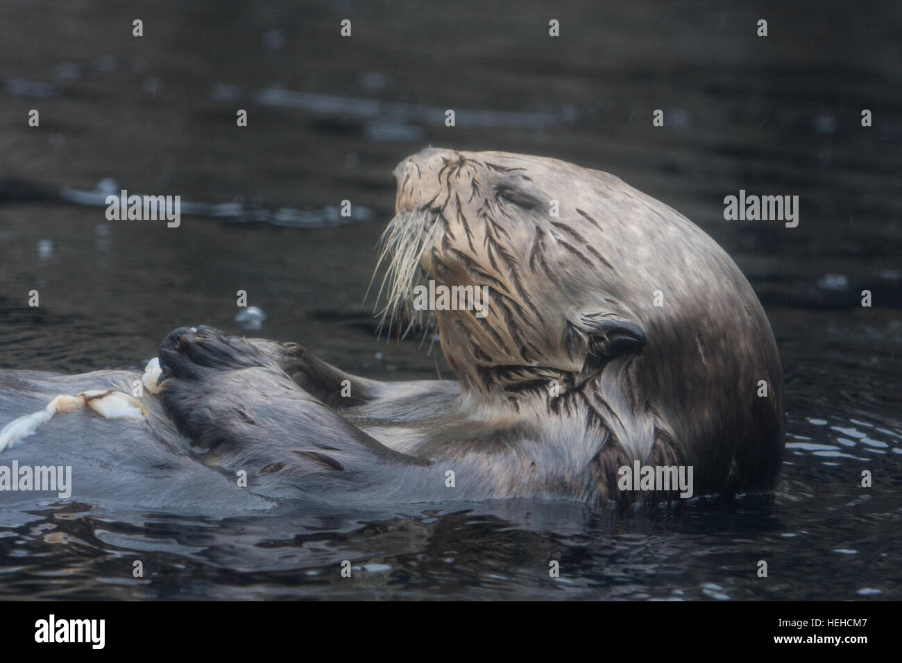 Monterey bay aquarium penguins hi-res stock photography and images - Alamy