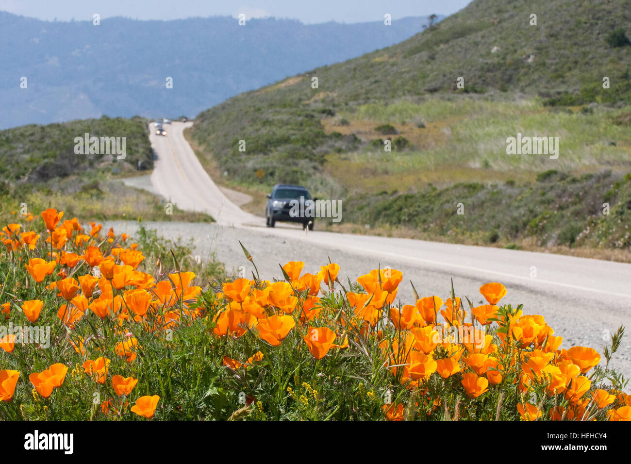 Poppy poppies Flowers in spring along National Highway 101,Pacific ...