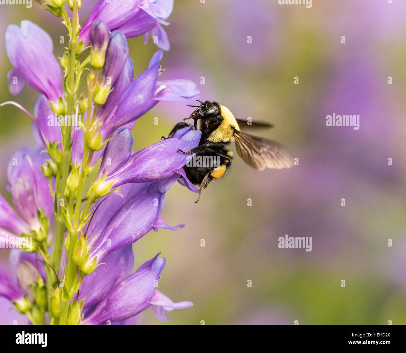 Rocky purple wing hi-res stock photography and images - Alamy