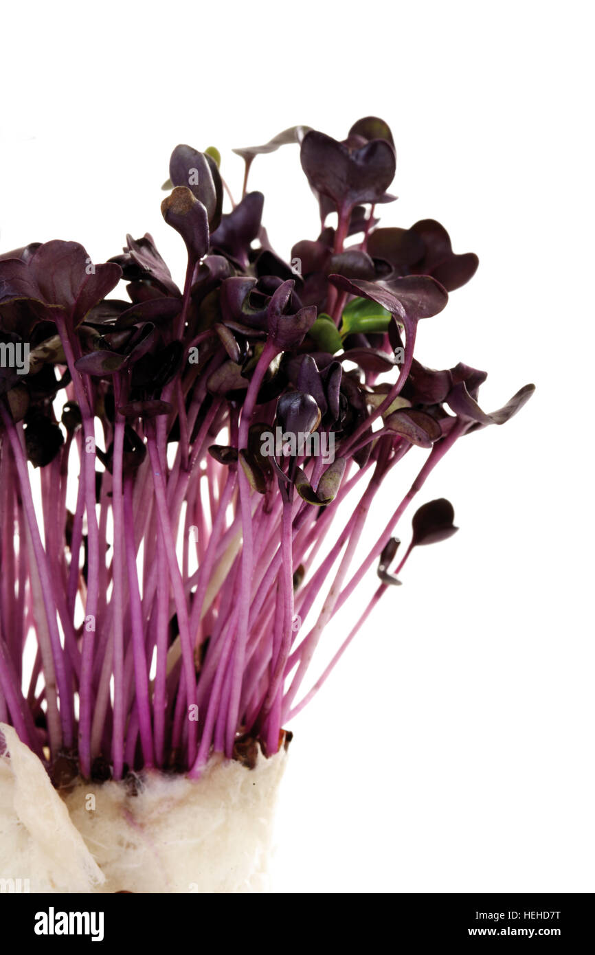 Sakura cress hi-res stock photography and images - Alamy