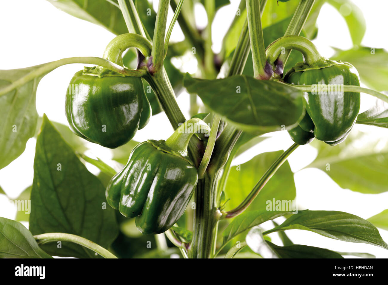 Pepper plant (Capsicum Stock Photo - Alamy