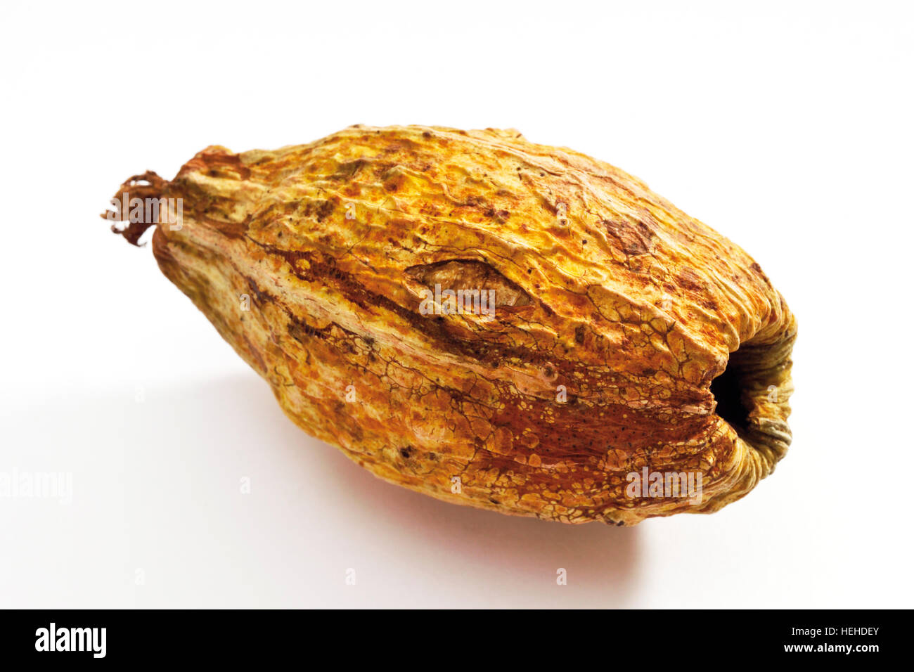 Cacao pod (Theobroma cacao Stock Photo - Alamy