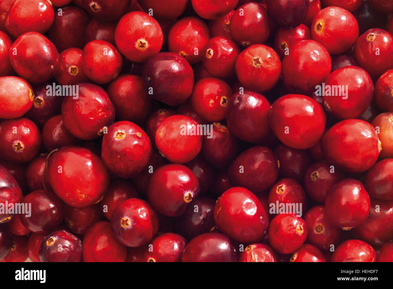 Bearberries hi-res stock photography and images - Alamy