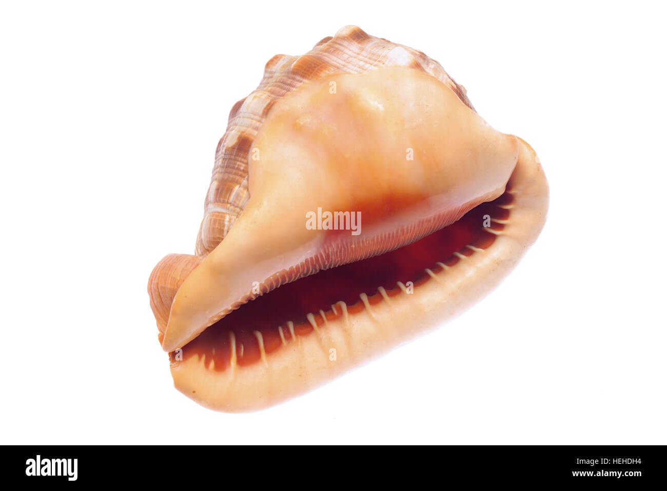 Pink seashells Cut Out Stock Images & Pictures - Alamy