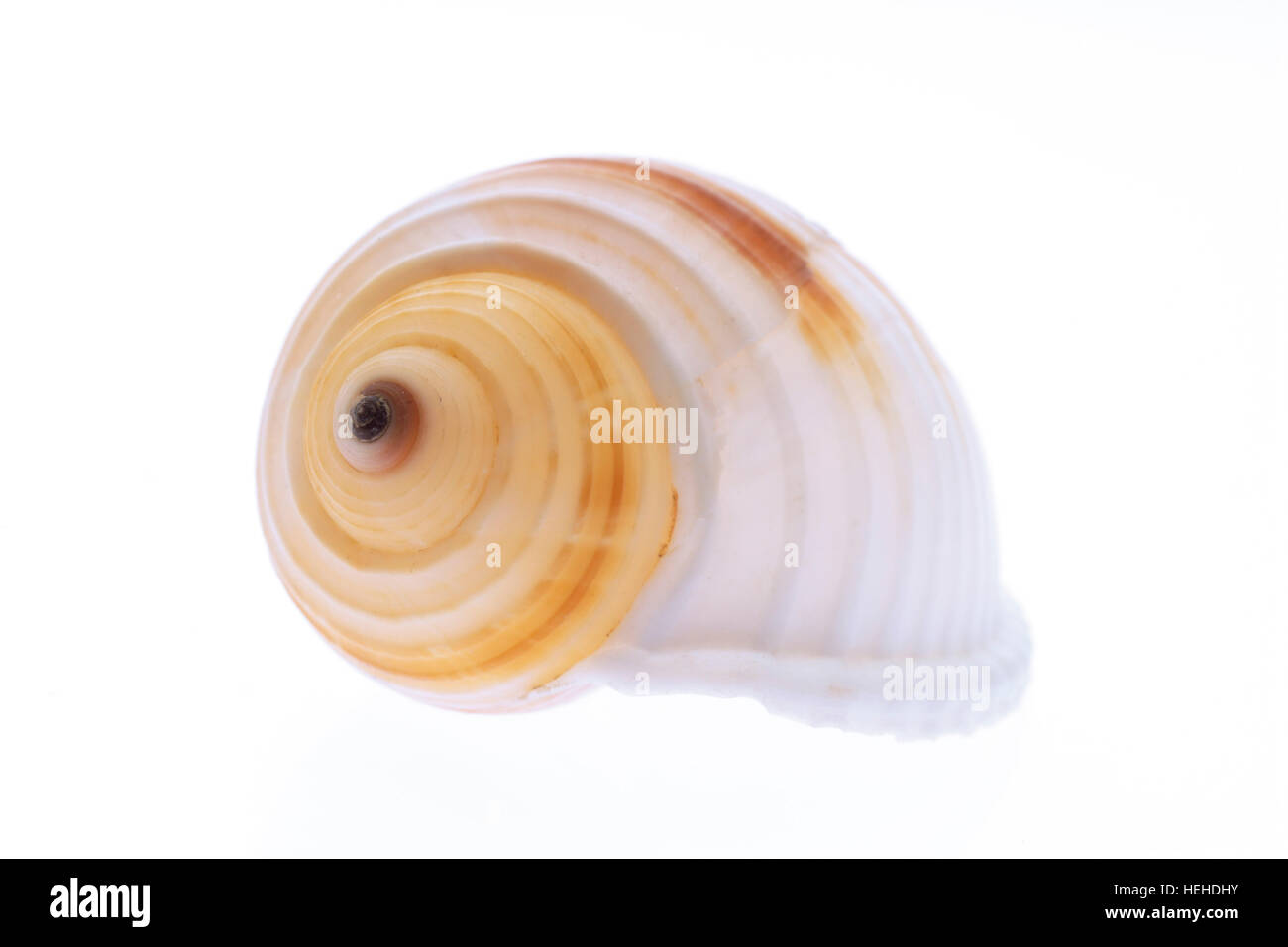 Pretty shell patterns hi-res stock photography and images - Alamy