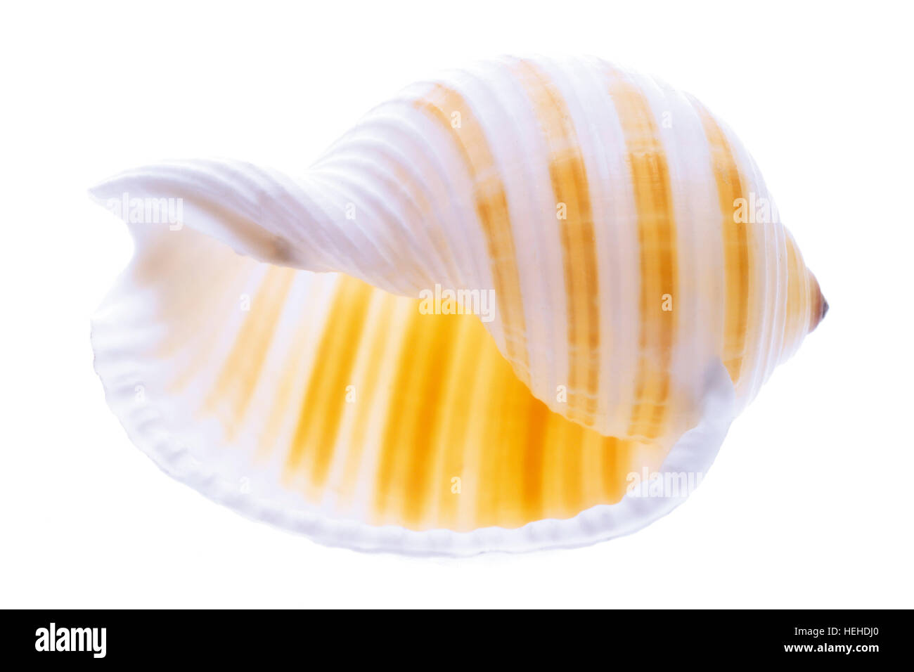 Pretty shell patterns Cut Out Stock Images & Pictures - Alamy