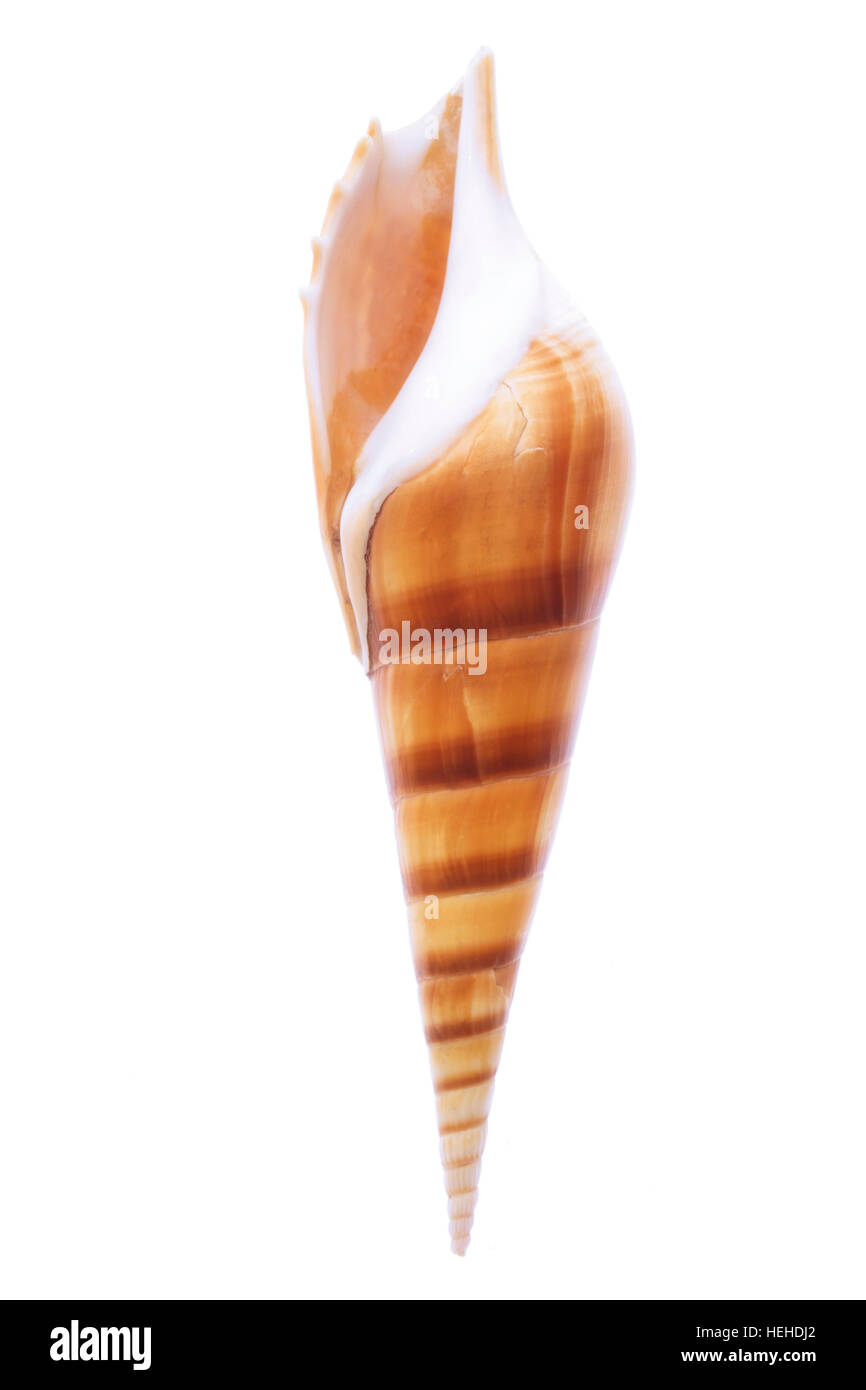 Striped snail shells hi-res stock photography and images - Alamy