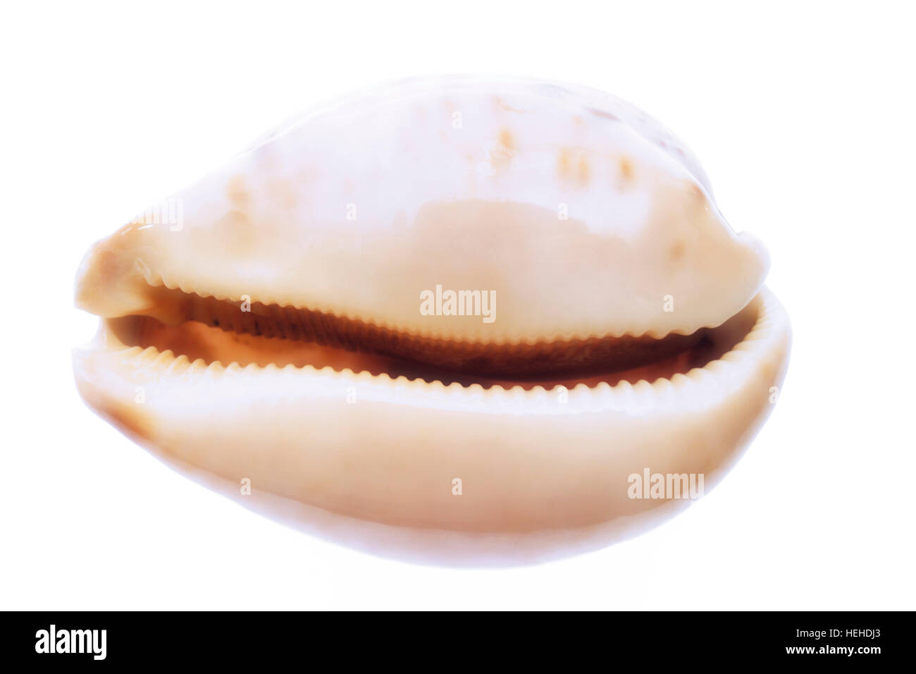Seashell shapes Cut Out Stock Images & Pictures - Alamy
