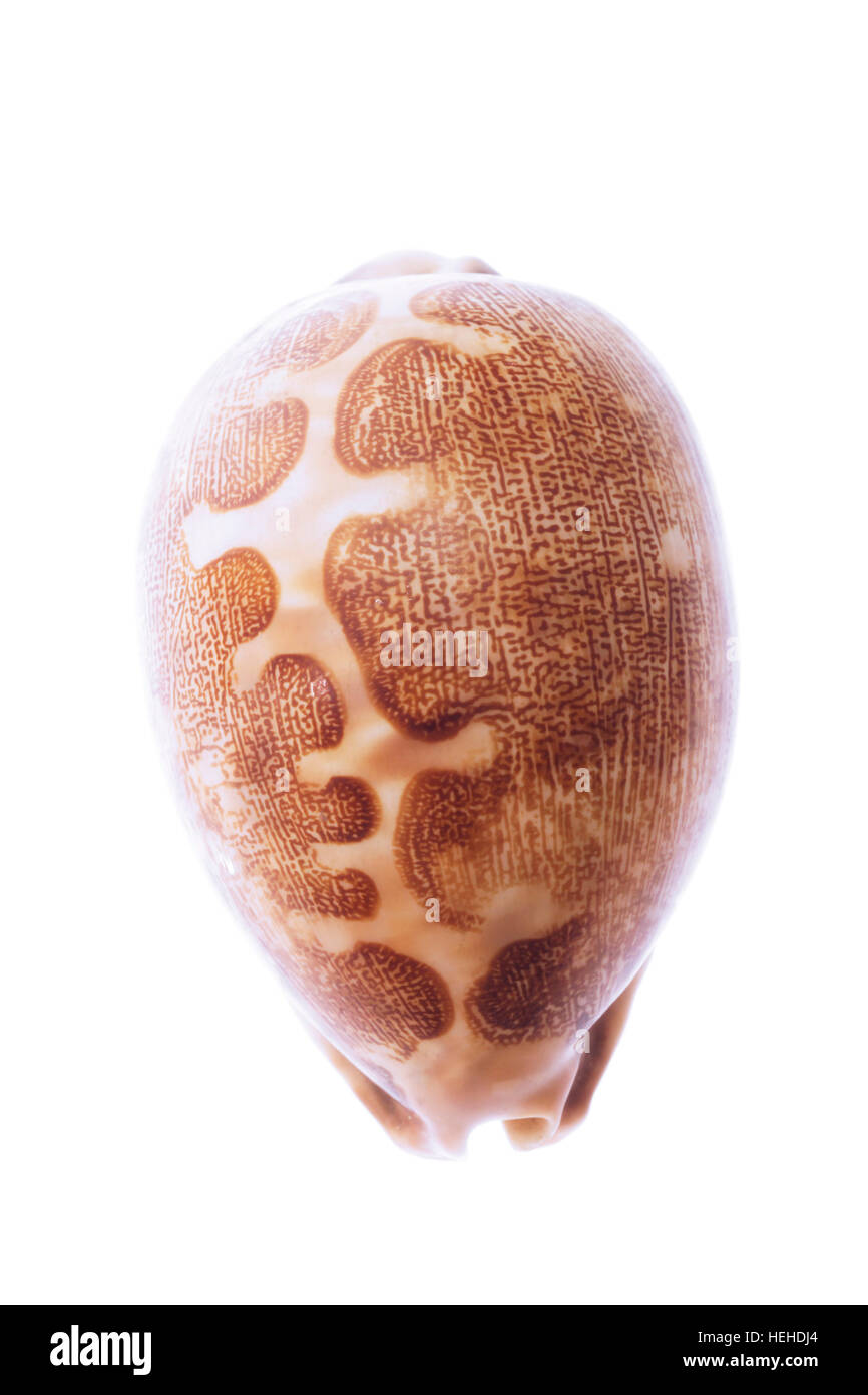 Seashell souvenirs Cut Out Stock Images & Pictures - Alamy