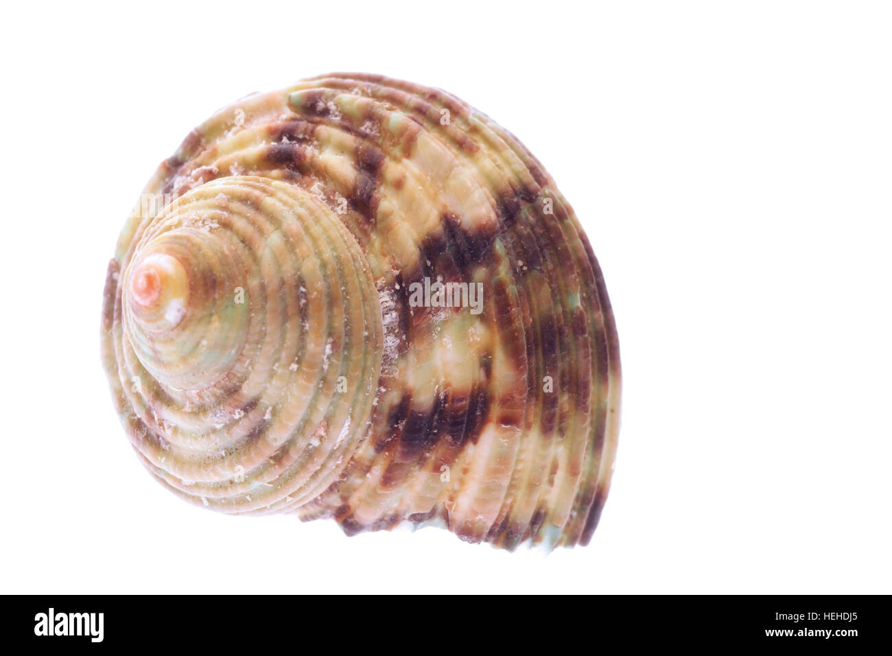Striped snail shells hi-res stock photography and images - Alamy
