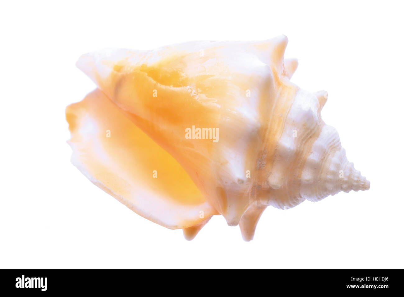 Shell, snail shell Stock Photo - Alamy