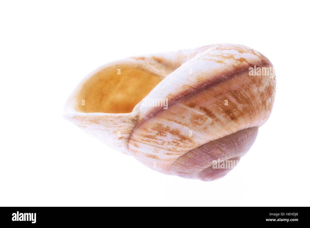 Pretty shell patterns Cut Out Stock Images & Pictures - Alamy