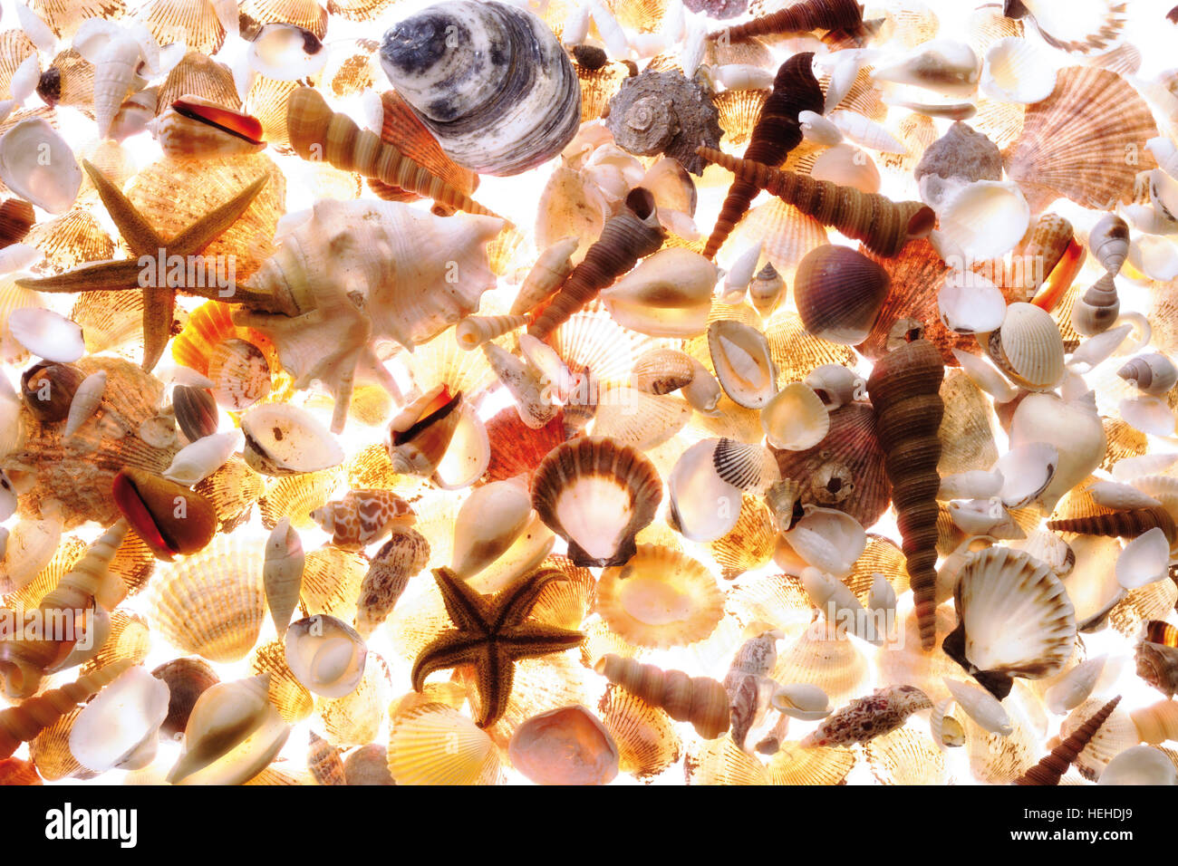 Assortment shells hi-res stock photography and images - Alamy
