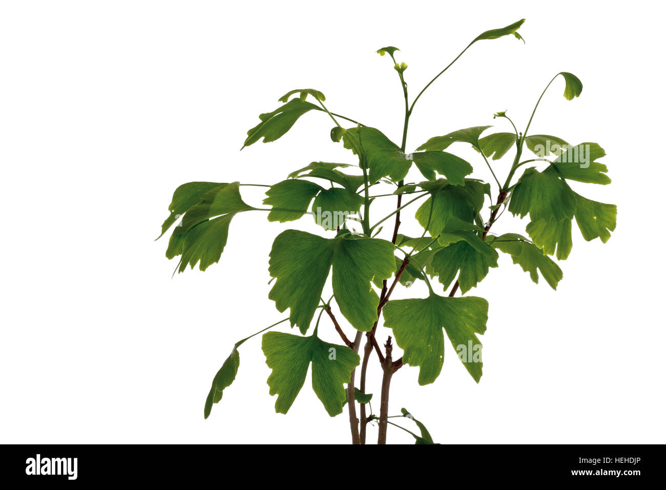 Gingko tree Cut Out Stock Images & Pictures - Alamy