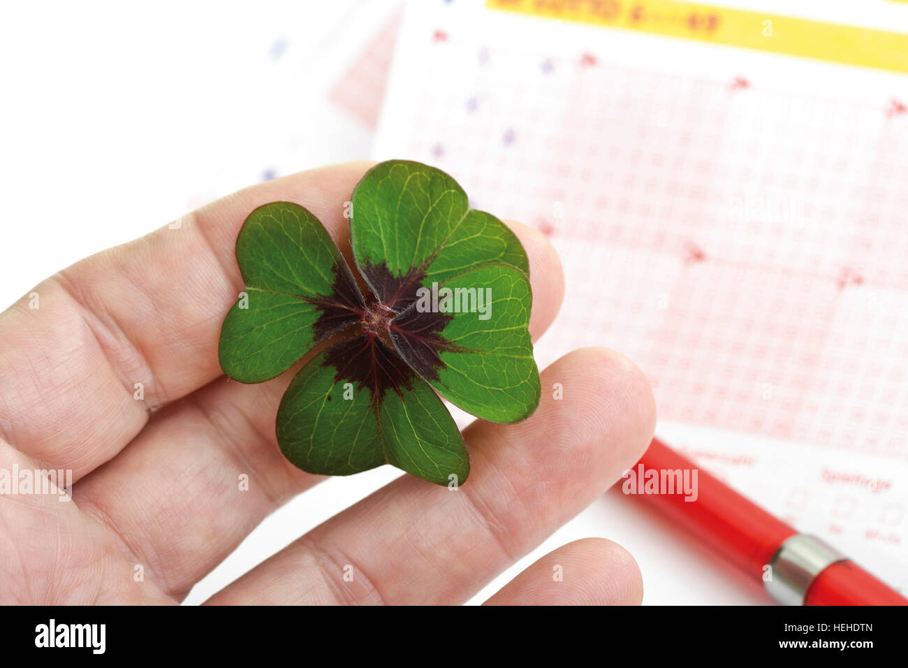 Hand holding four-leaf clover in front of lottery tickets Stock Photo ...