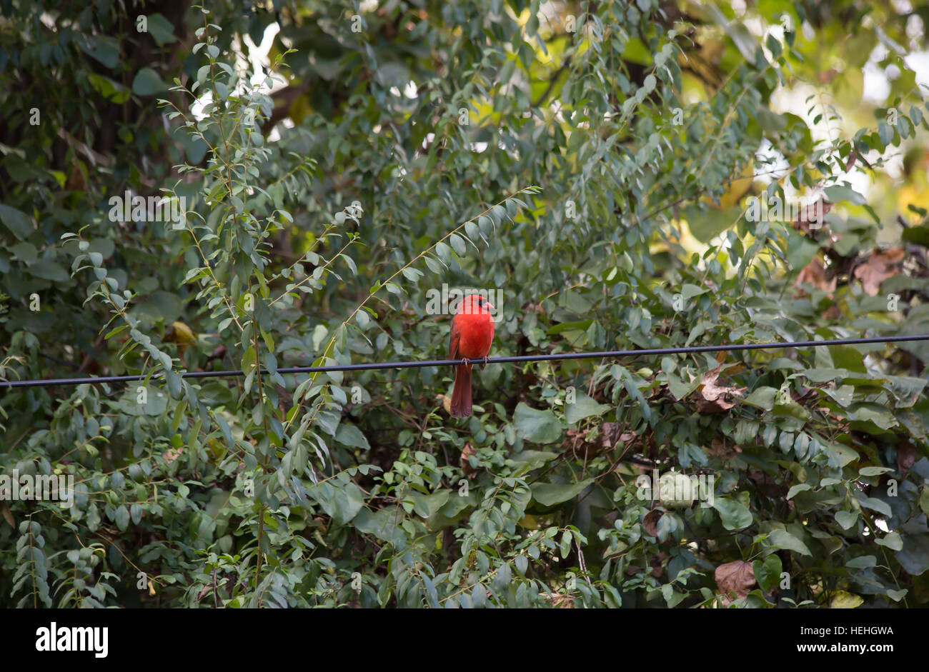 Male northern cardinal on a wire hi-res stock photography and images ...