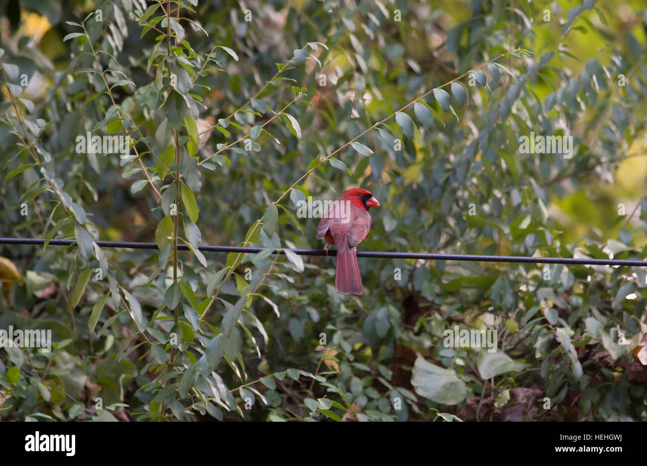 Male cardinal on a wire Stock Photo - Alamy