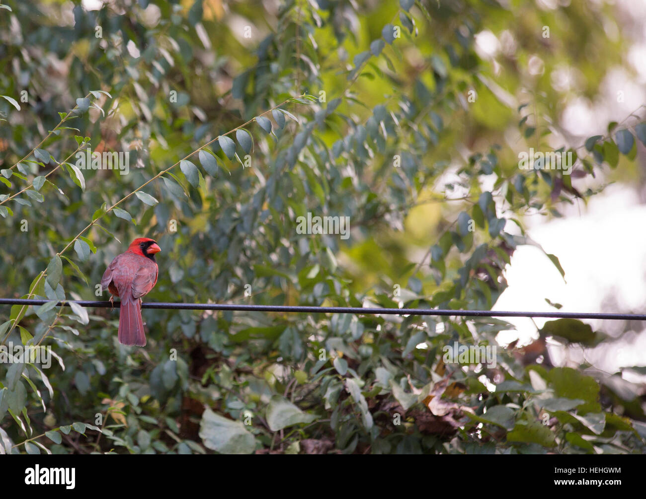 Male cardinal on a wire Stock Photo - Alamy