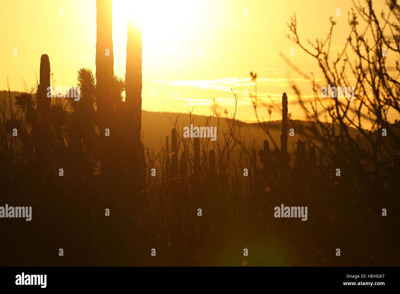 Golden desert sunset with sun Stock Photo - Alamy