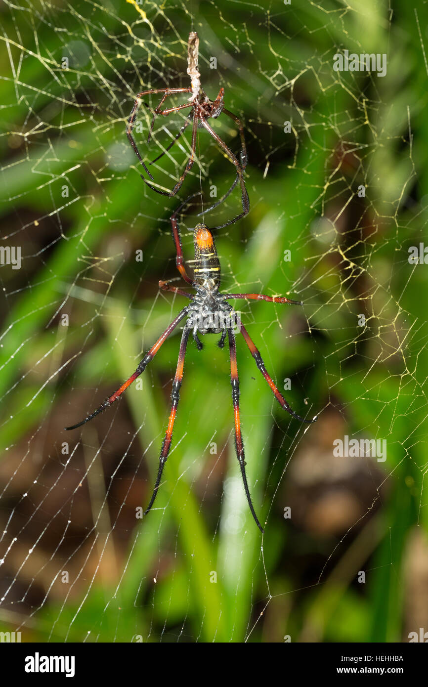Golden silk orb-weaver, Giant spider on web. Nosy Mangabe, Toamasina ...