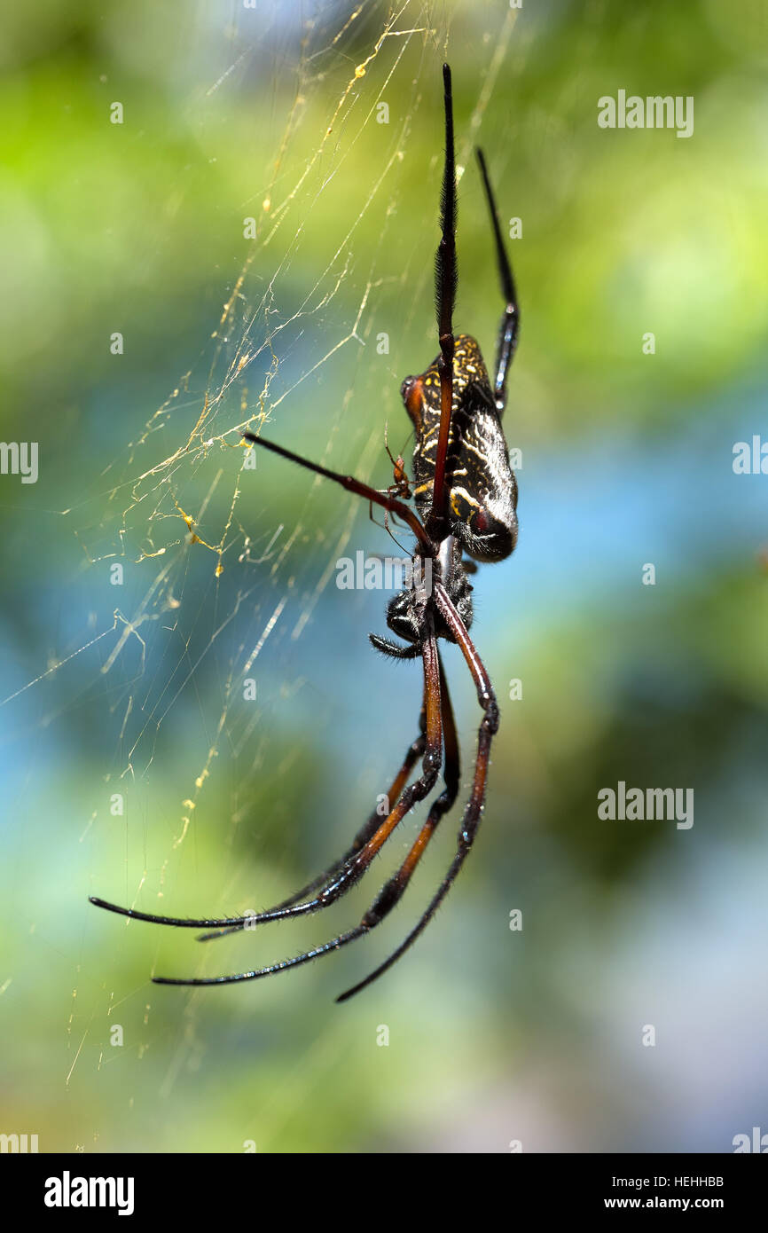 Golden silk orb-weaver, Giant spider on web. Nosy Mangabe, Toamasina ...