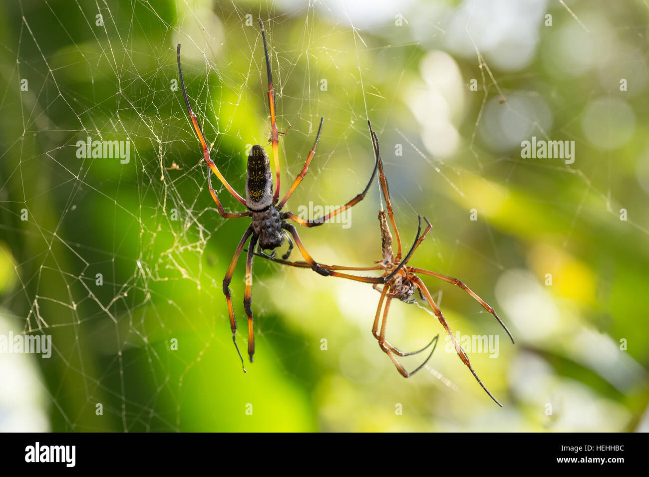 Golden silk orb-weaver, Giant spider on web. Nosy Mangabe, Toamasina ...