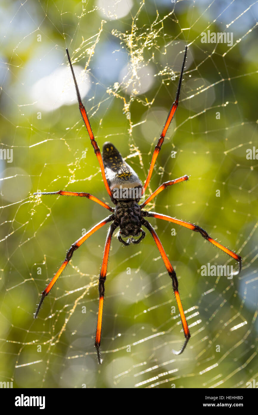 Golden silk orb-weaver, Giant spider on web. Nosy Mangabe, Toamasina ...