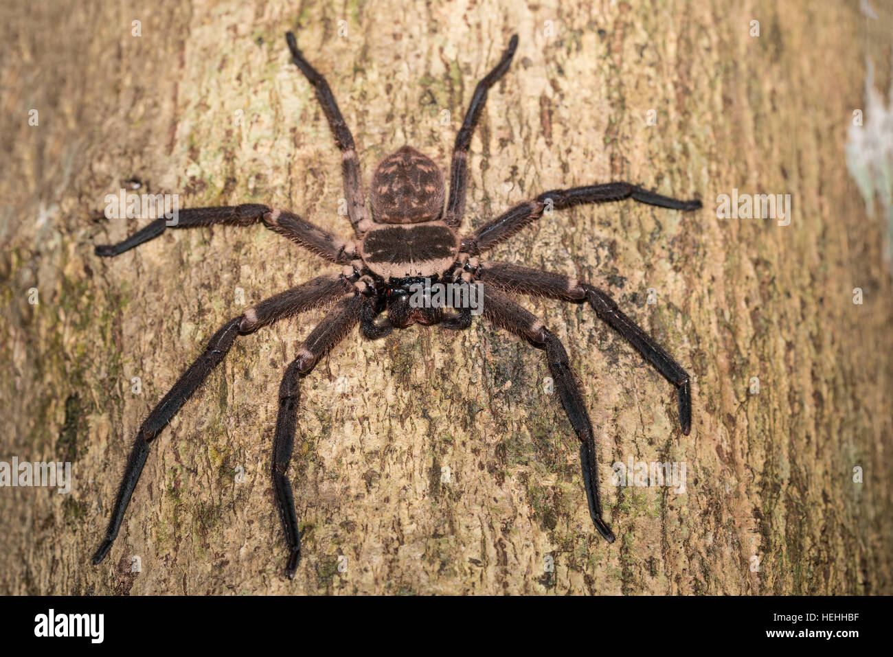 big huntsman spider on tree trunk. Huntsman spider is members of the ...
