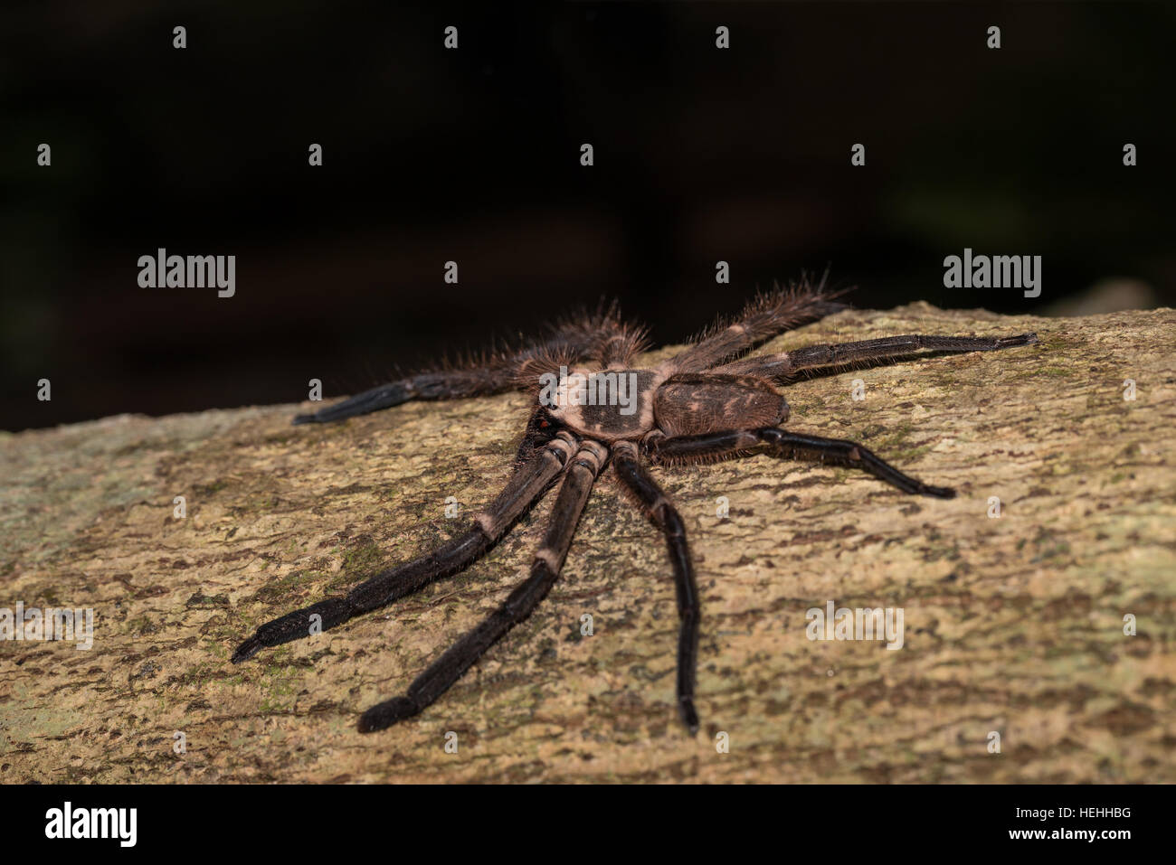 big huntsman spider on tree trunk. Huntsman spider is members of the ...