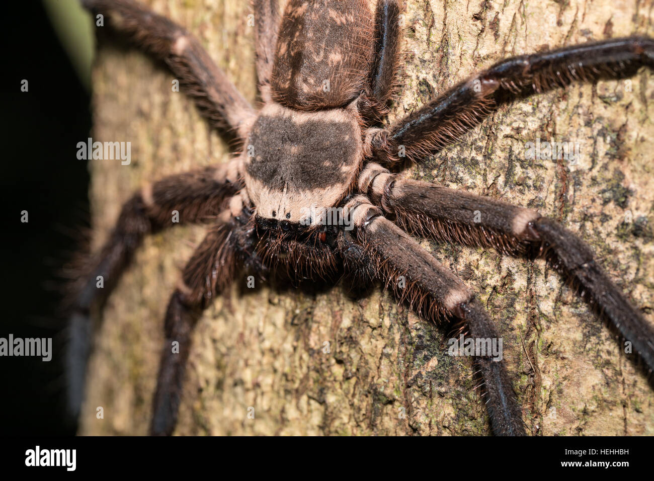 big huntsman spider on tree trunk. Huntsman spider is members of the ...