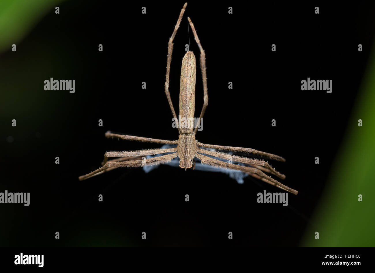 Ogre-Faced spider (Deinopis subrufa) also called Rufous Net-casting ...