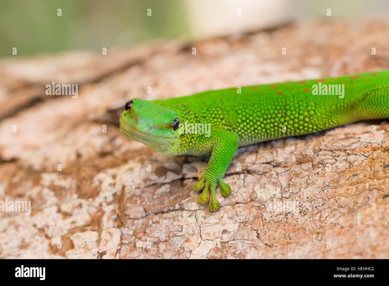 Day geckos hi-res stock photography and images - Alamy