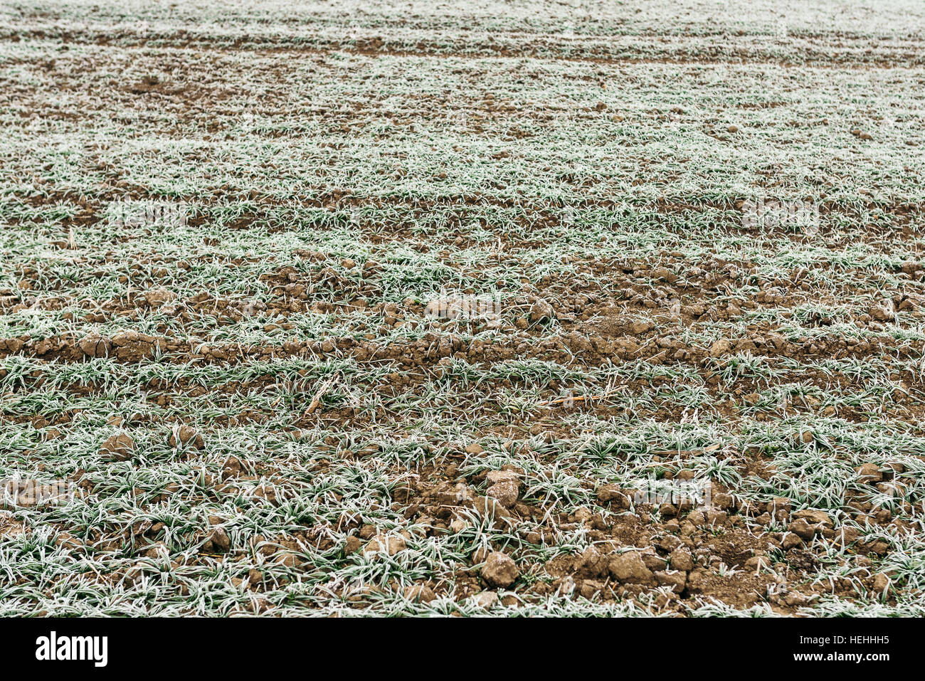 Frozen young wheat crops in agricultural field covered with frost in ...
