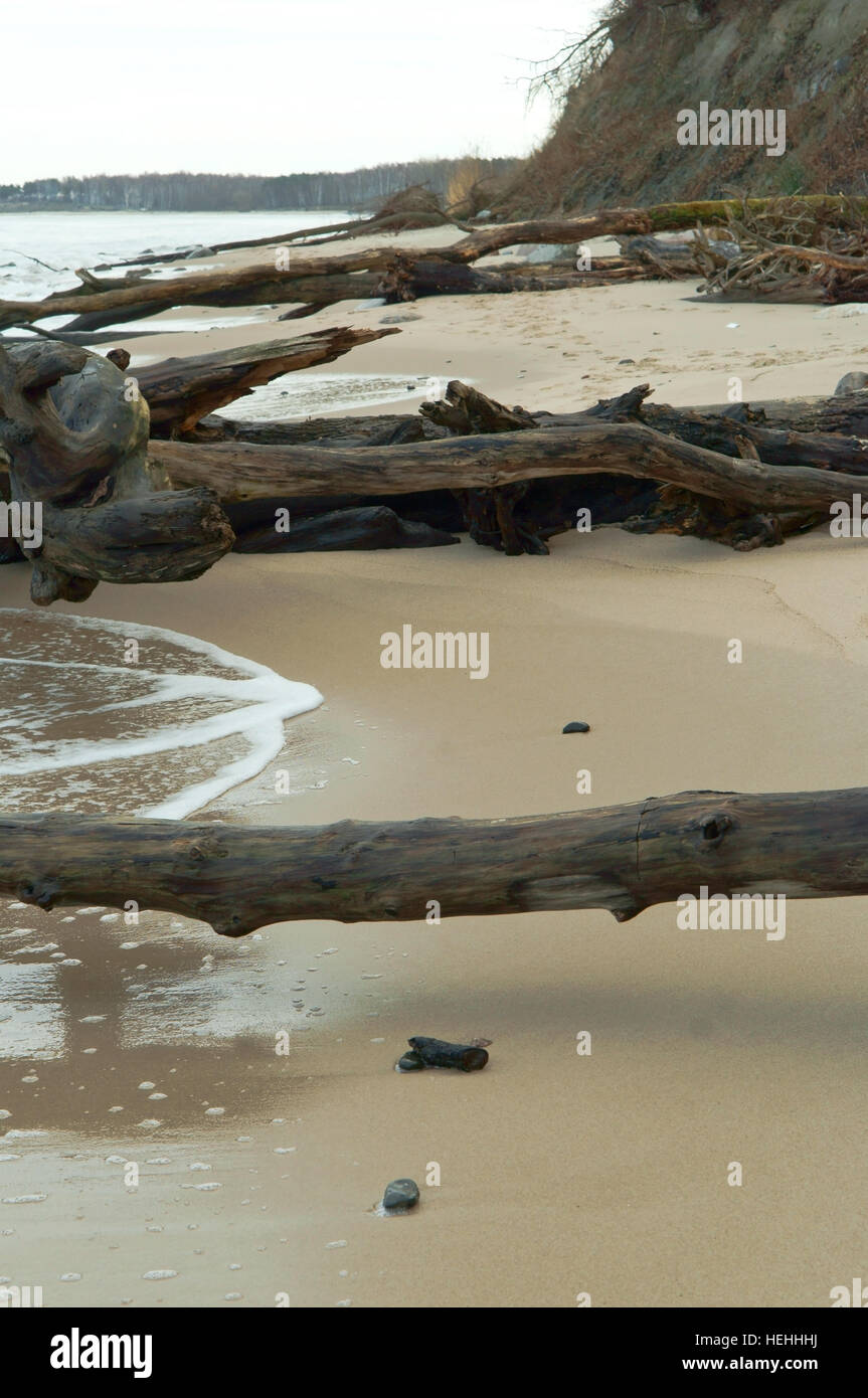 fallen trees on the beach, the trunks of fallen trees to the sea Stock ...