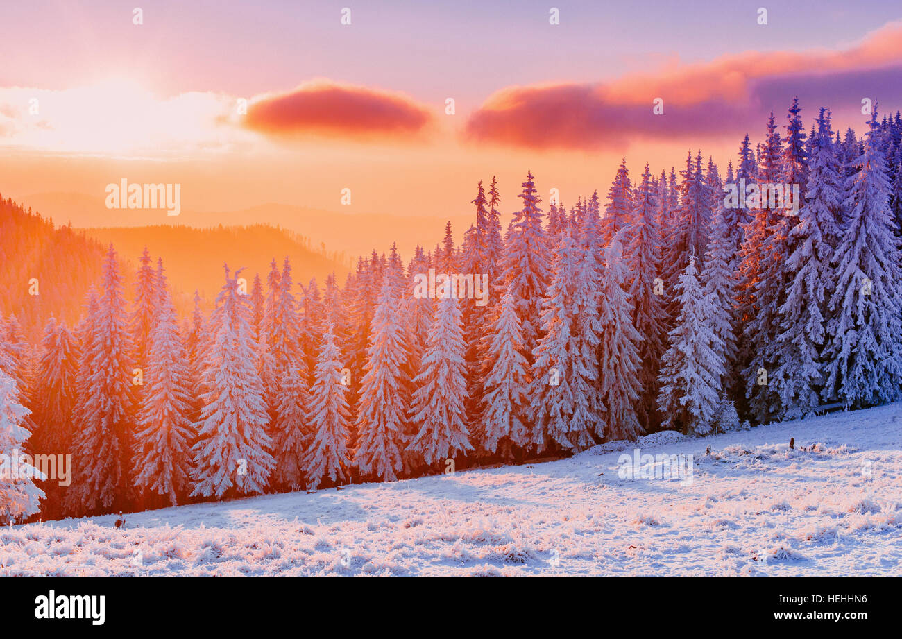 Beautiful winter landscape. Snowy tree at sunset. Carpathians, Ukraine ...