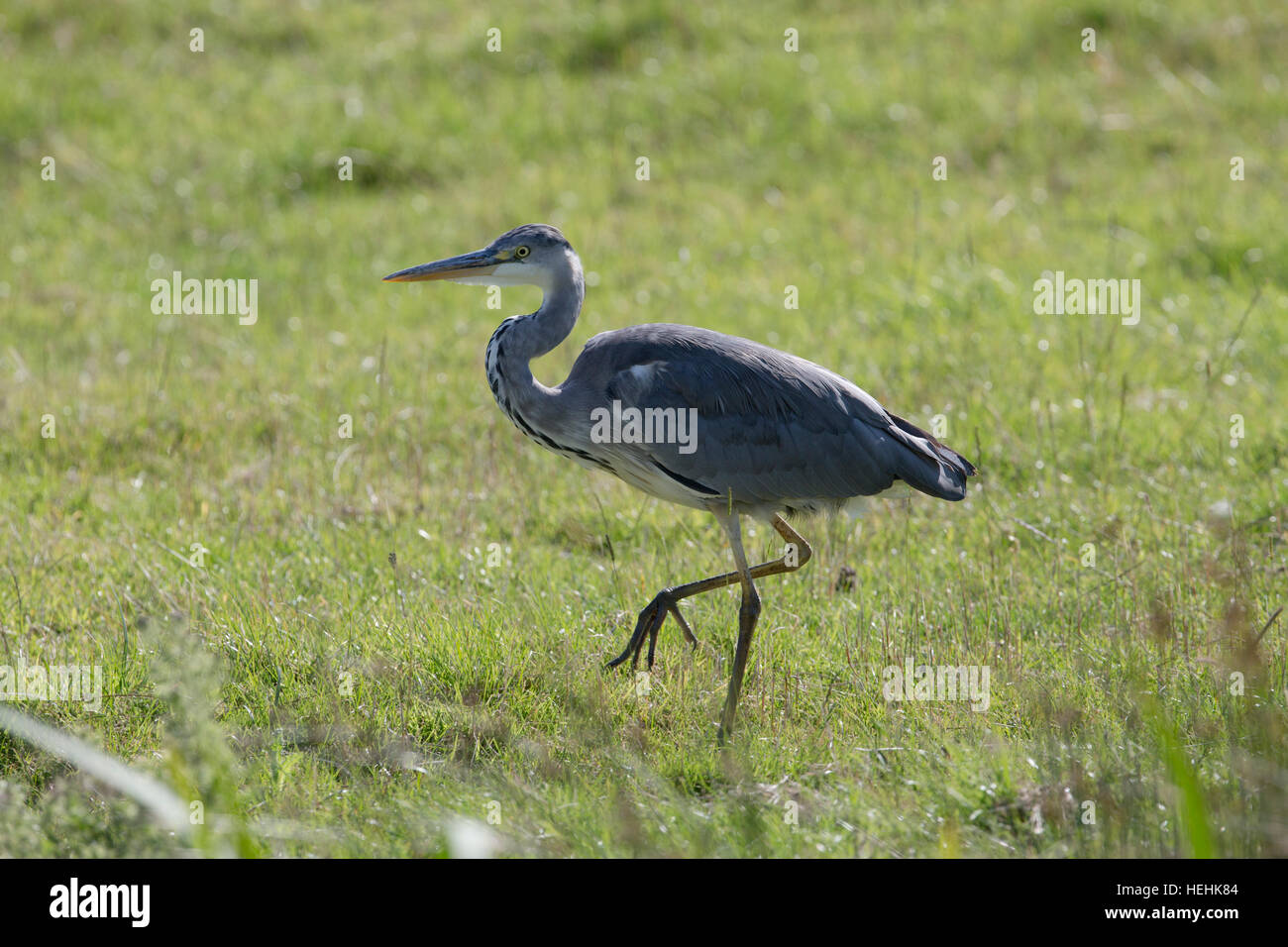Heron on one leg hi-res stock photography and images - Alamy