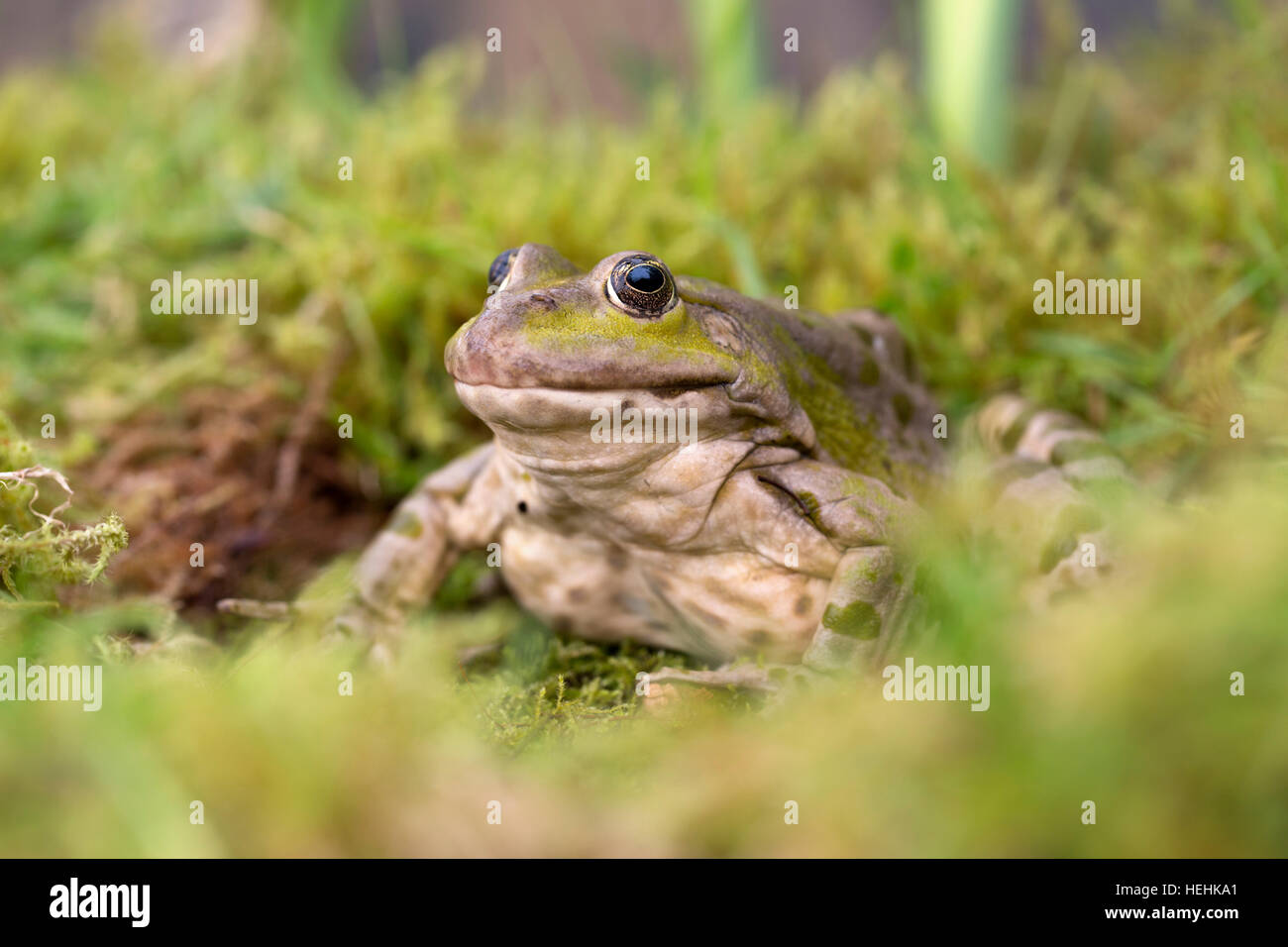 Marsh Frog; Pelophylax ridibundus Single UK Stock Photo - Alamy
