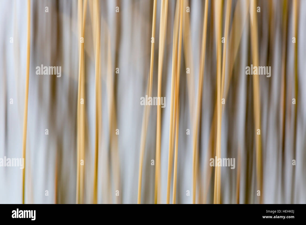 Reed stems hi-res stock photography and images - Alamy
