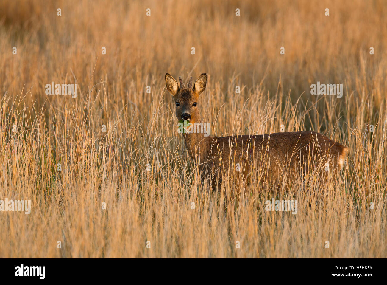 Roe Deer; Capreolus capreolus Single Buck in Meadow Scotland; UK Stock ...