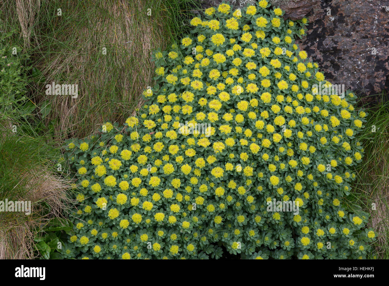 Roseroot; Rhodiola rosea; Flowers; Scotland; UK Stock Photo - Alamy